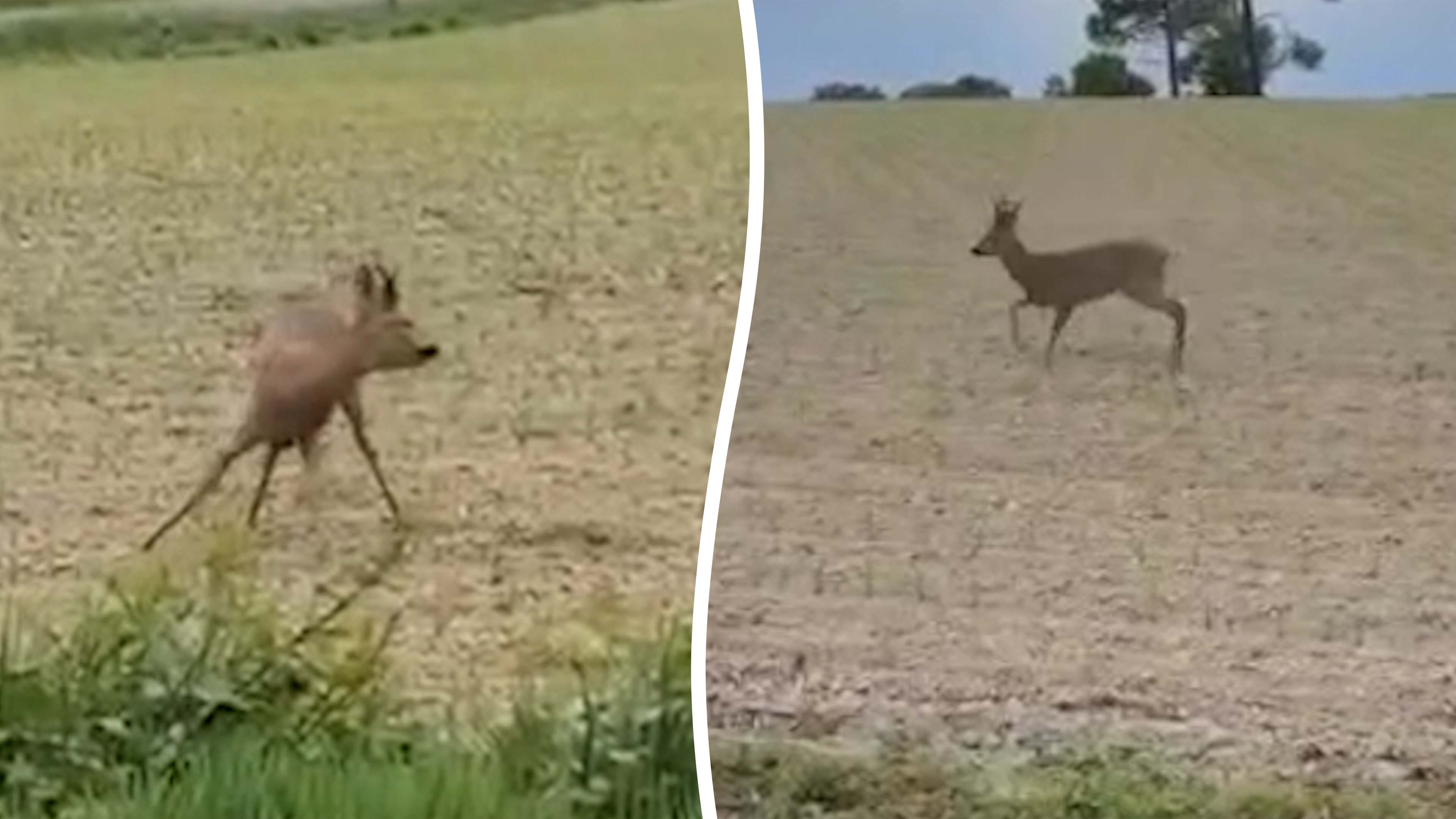 French police issue urgent warning about 'drunk' deer stumbling near road