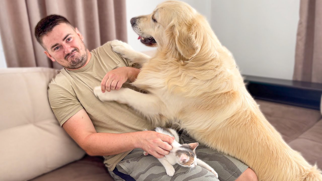 Golden retriever reacts when dad pets the kitten