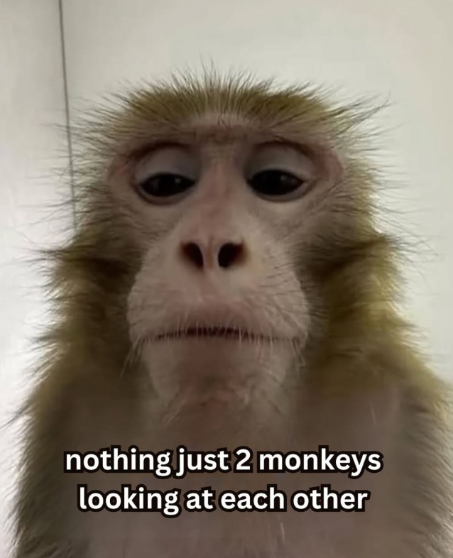 'Ape shall cheer up ape': 21 monkey memes going bananas and swinging ...