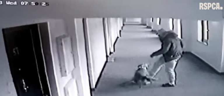 Video and picture show moment man attacked 'XL Bully' dog outside flats ...