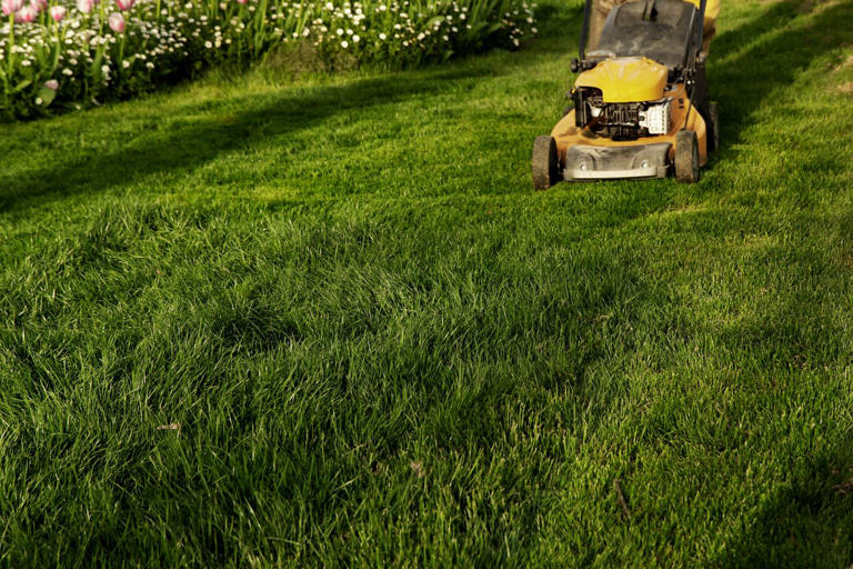 Don't throw away grass clippings—here's what to do instead