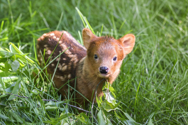 Nashville Zoo fawning over new 2-pound baby deer