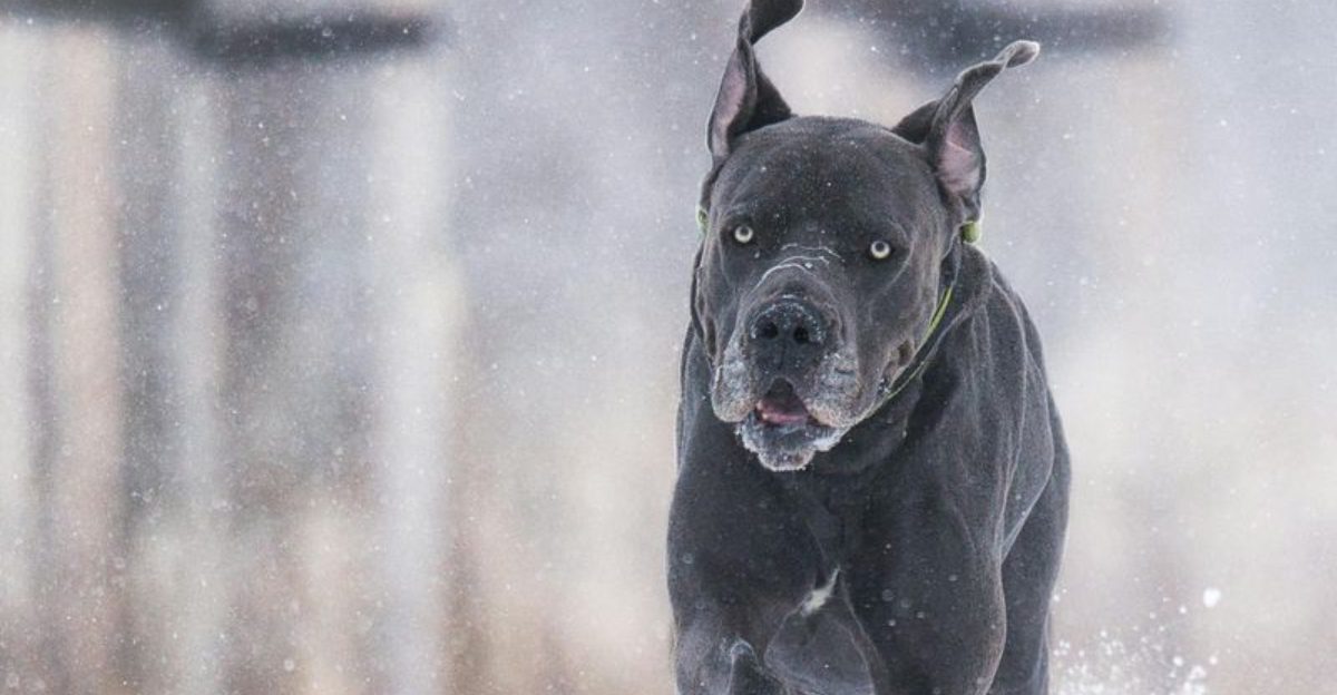 10 impressive dogs that dominate attention the moment they appear plus ...
