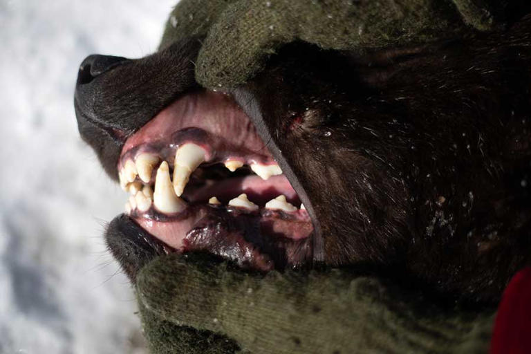 Wyoming cuts wolf hunt in half to buoy Yellowstone region’s disease ...