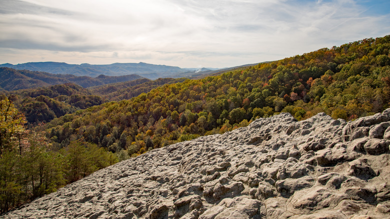 Kentucky's largest old-growth forest is a scenic mountain destination ...