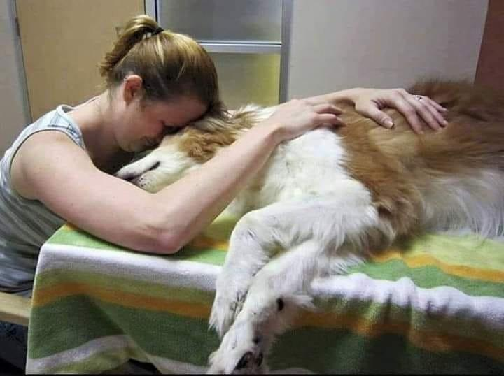 The final goodbye: 7 things veterinarians wish all owners would do in ...