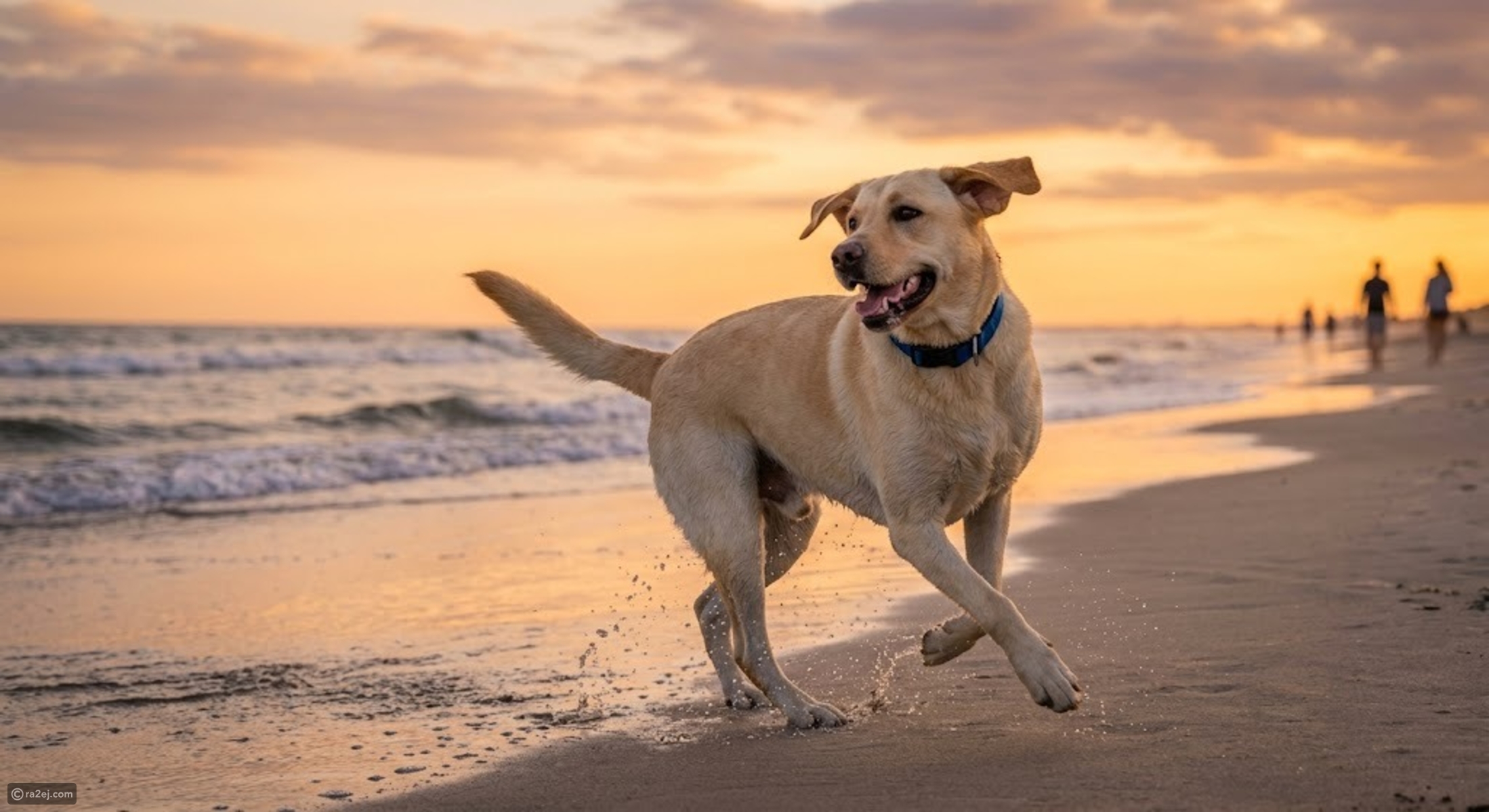 10 dog breeds that act like everyone is their best friend