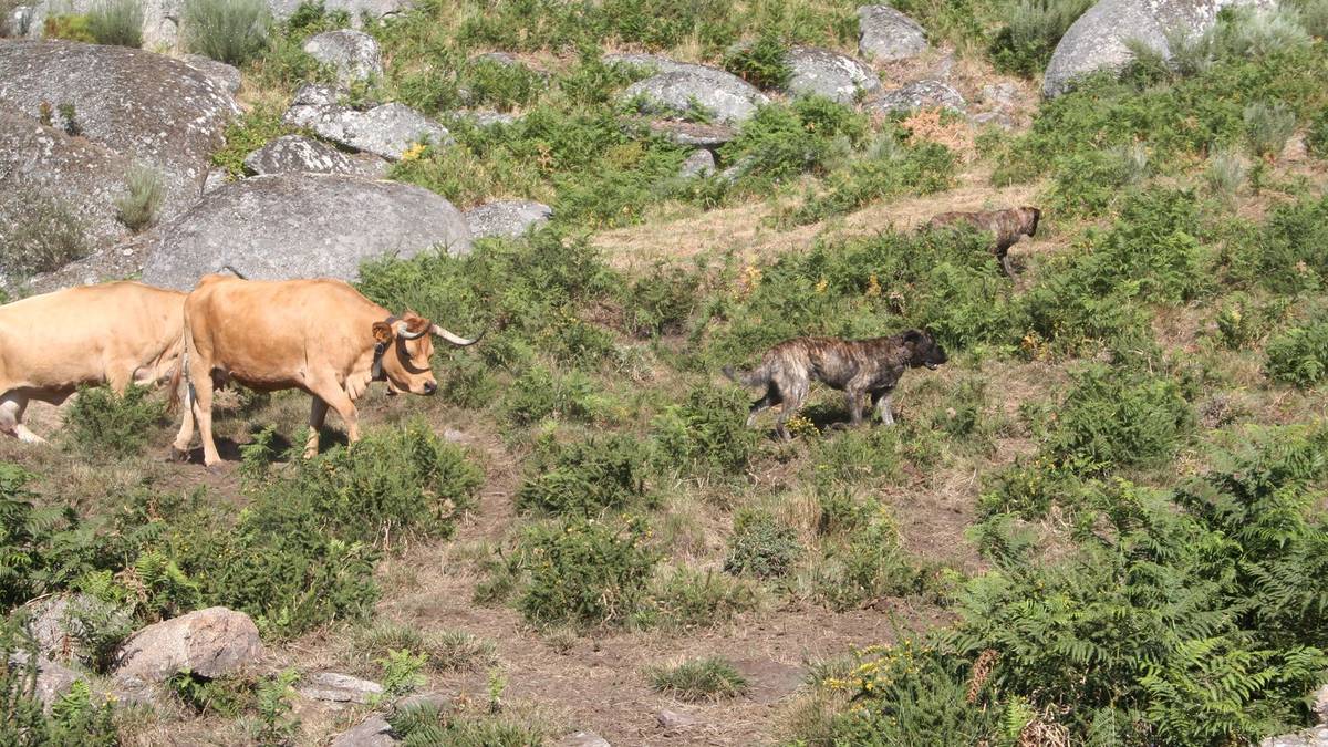 Cães de proteção de gado reduziram em 95% prejuízos causados por ...