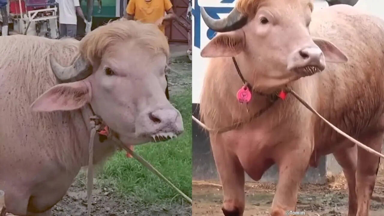 Meet 'Donald Trump' and 'Netanyahu': The buffalo duo attracting huge ...