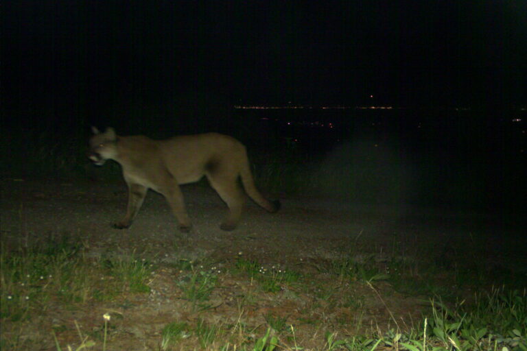 Light pollution reshapes predator-prey dynamics at California’s urban ...