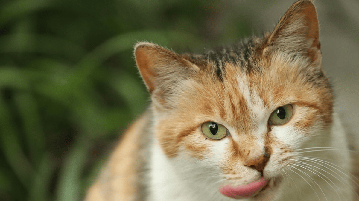 The 5 emotions that cats can experience, according to experts