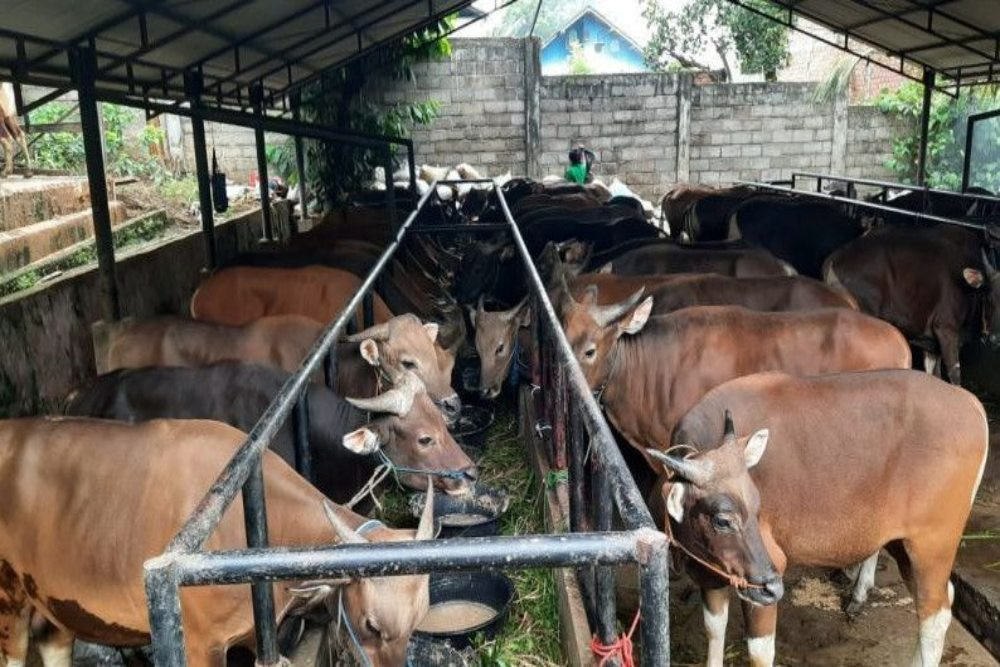 Mana yang lebih baik, kurban 1 ekor kambing atau 1/7 sapi?