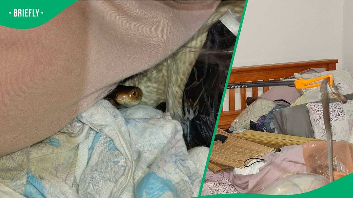 South Africans warned after Mozambican spitting cobra is found coiled ...