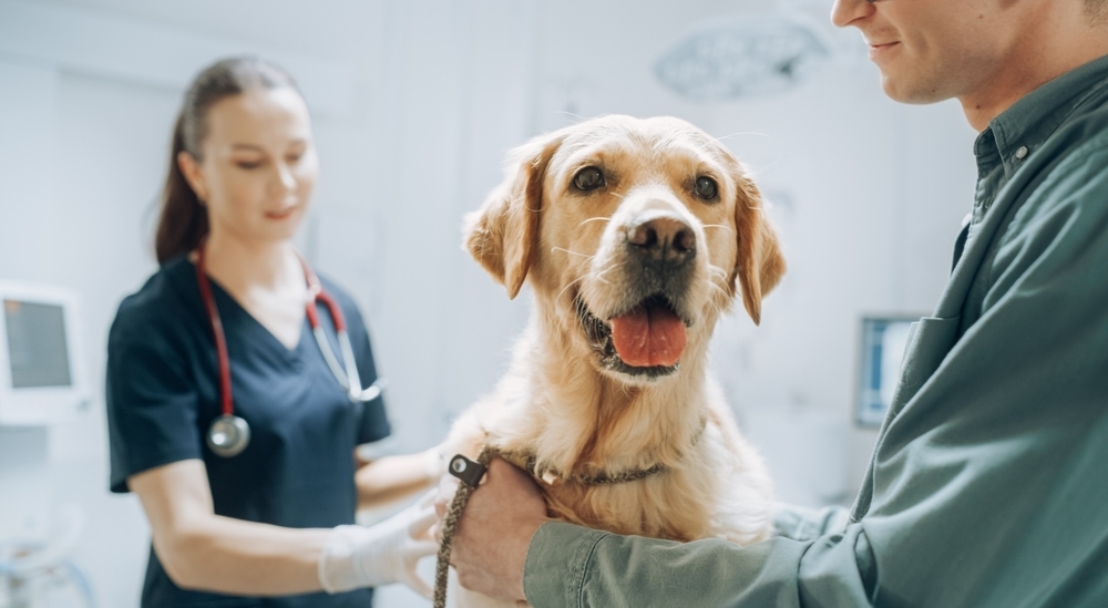 Vets are sounding the alarm: 96% say money is stopping Canadians from ...