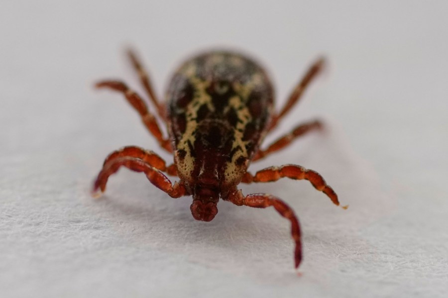Tennessee emergency rooms see surge in tick bites, severe reactions