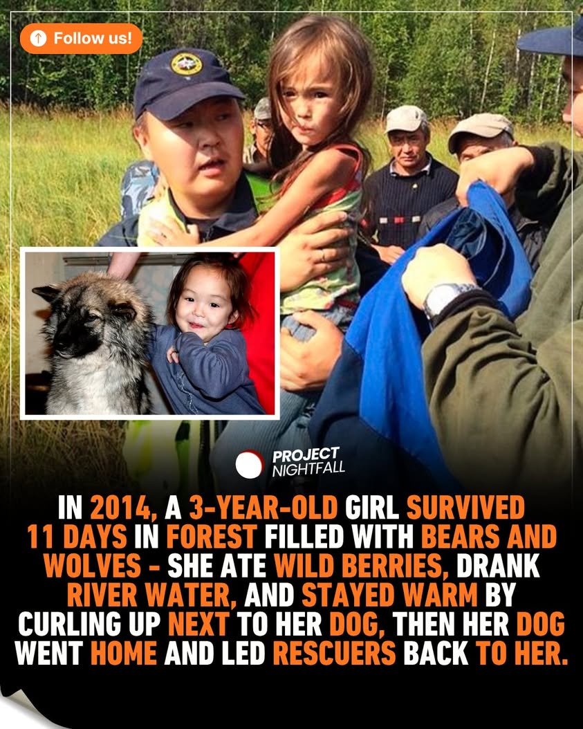 Siberian nightmare ends: Dog leads rescuers to toddler lost 11 days in ...