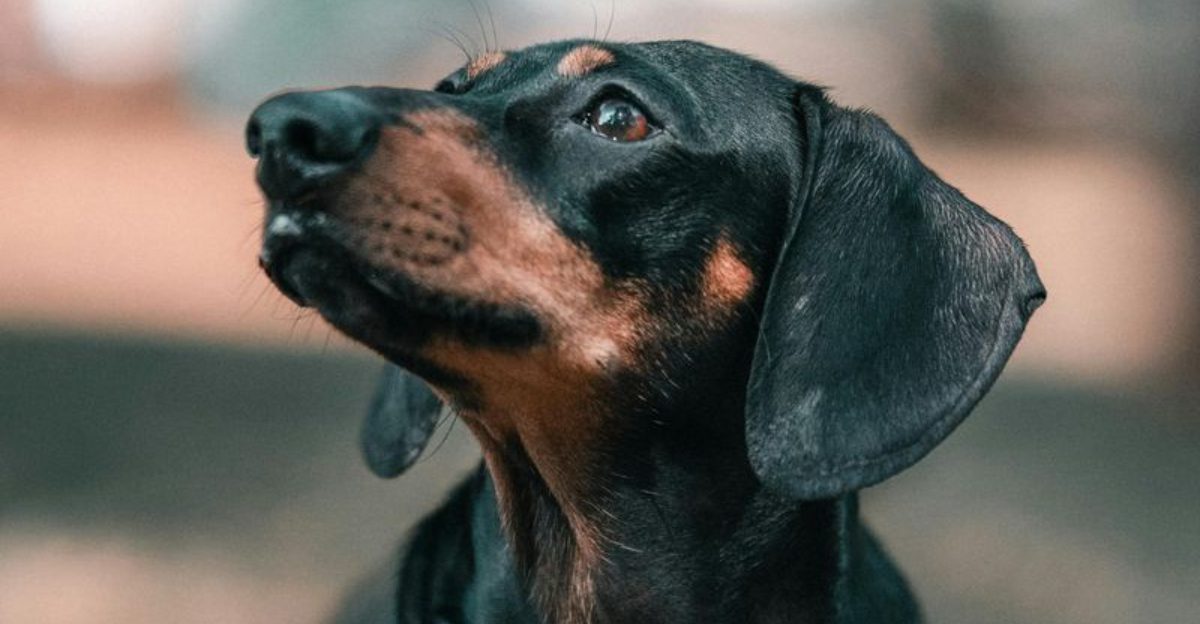 14 popular dog breeds that prove beauty alone is never enough plus 2 ...