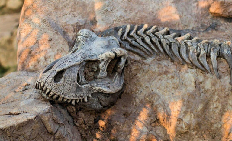 Forget the roars: This exceptional fossil reveals dinosaurs ...