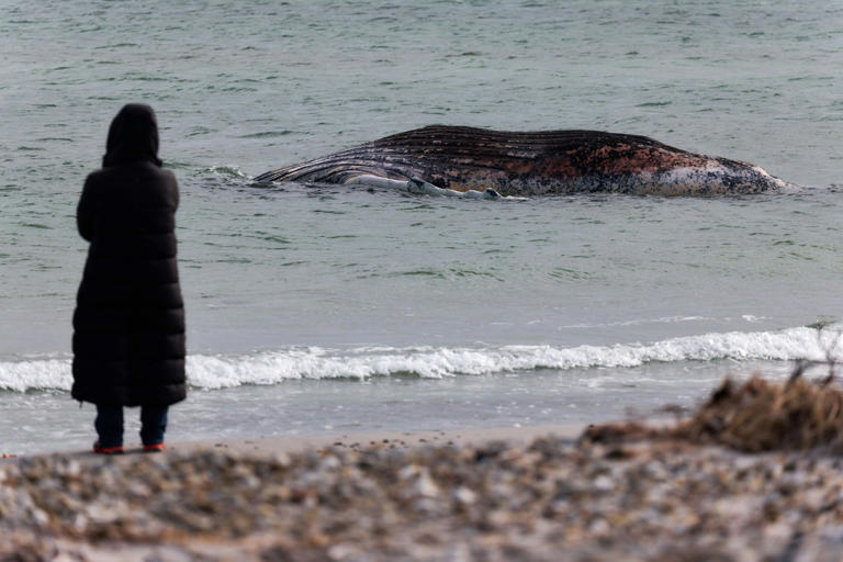 Paukenschlag an der Ostsee: Wal "Timmy" war in Wahrheit eine "Tina"!