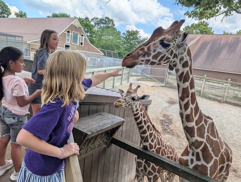 This 150-acre Virginia zoo lets you feed giraffes and glide above a ...