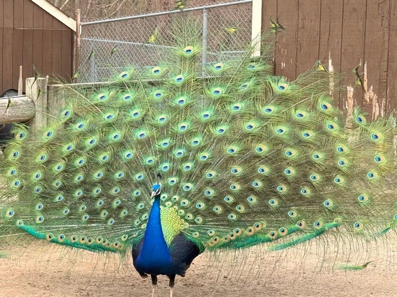 This 150-acre Virginia zoo lets you feed giraffes and glide above a ...