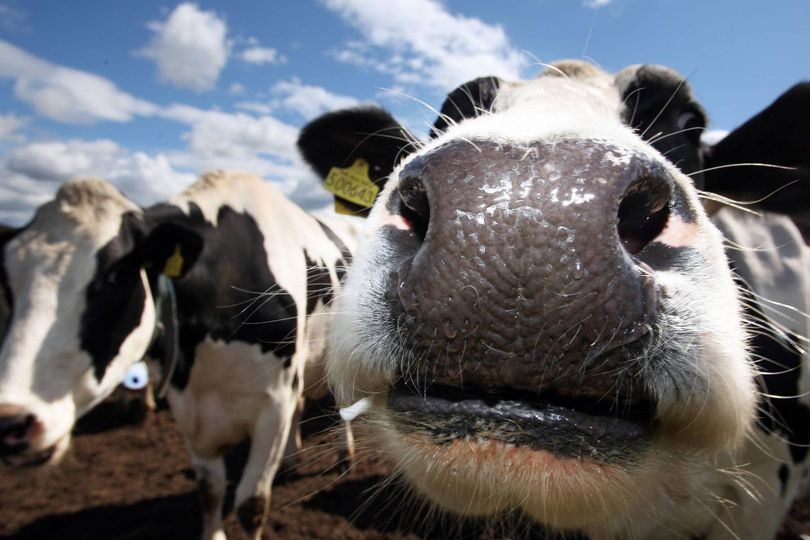 Man sentenced for punching woman in face at Welsh dairy farm