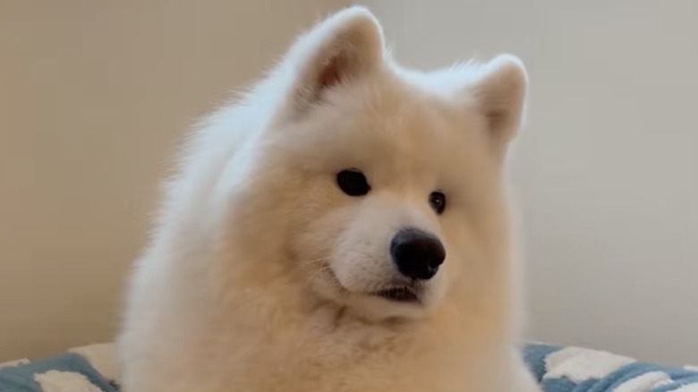 Samoyed meets new kitten sister for the first time and it's love at ...