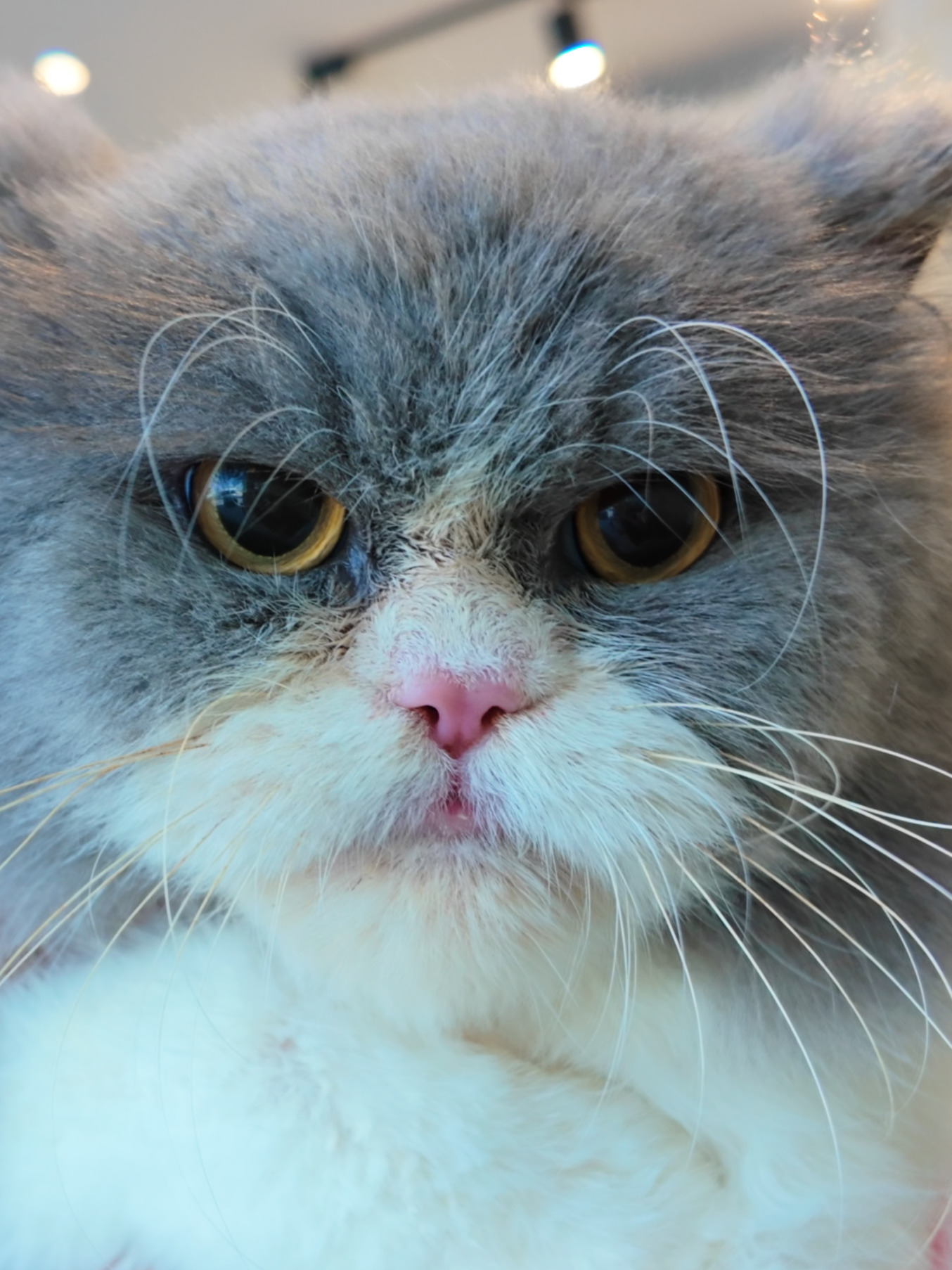 Thomas has the ultimate grumpy face 😹