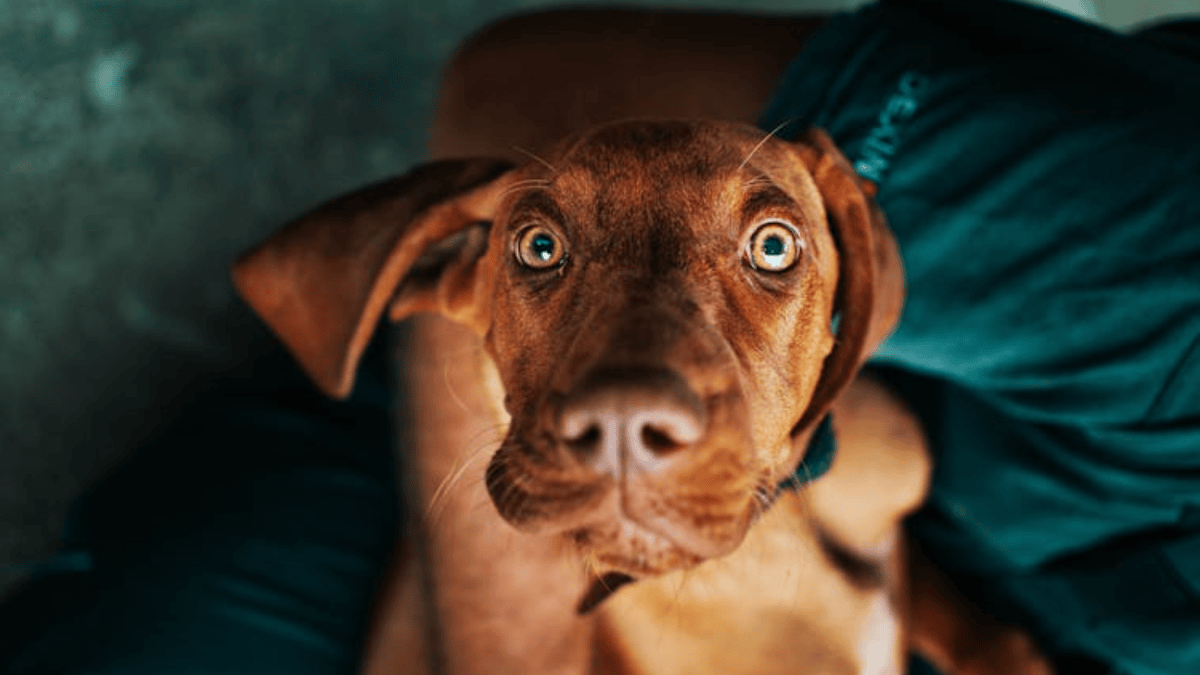 Your dog only does these 8 things with the person they love most