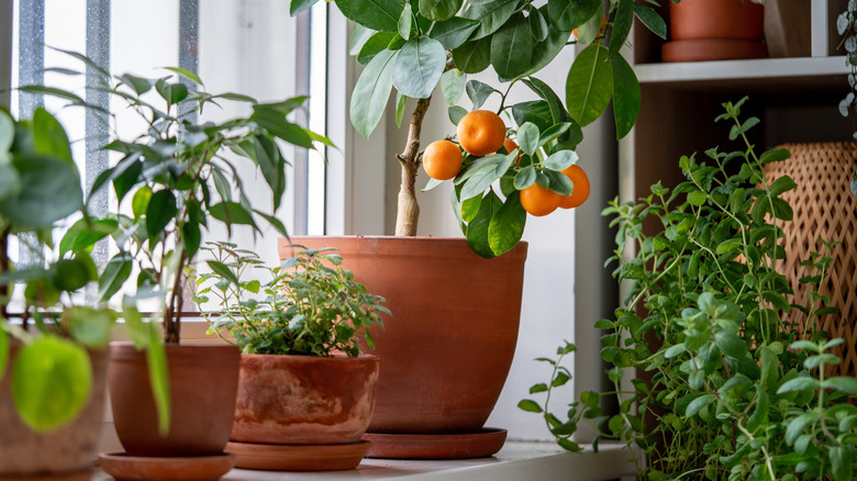 10 fruit trees you shouldn't grow indoors