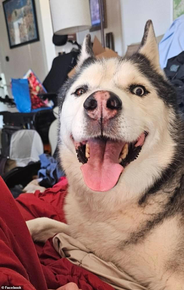 US airman who trusted pet sitter with his beloved husky returns home to ...