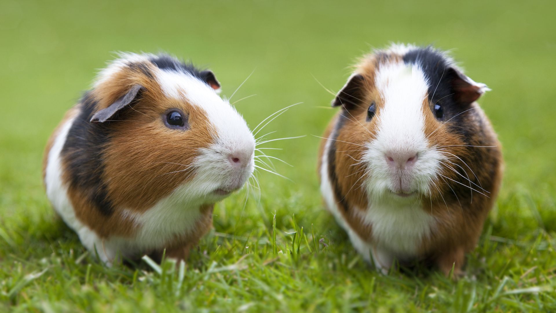 Tips for taking care of guinea pigs