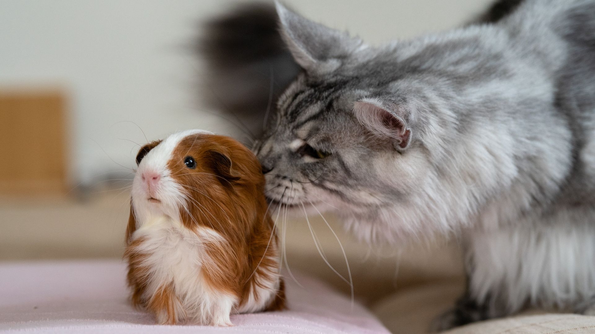 Tips for taking care of guinea pigs