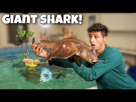 Rescuing a shark for my exotic saltwater pond!