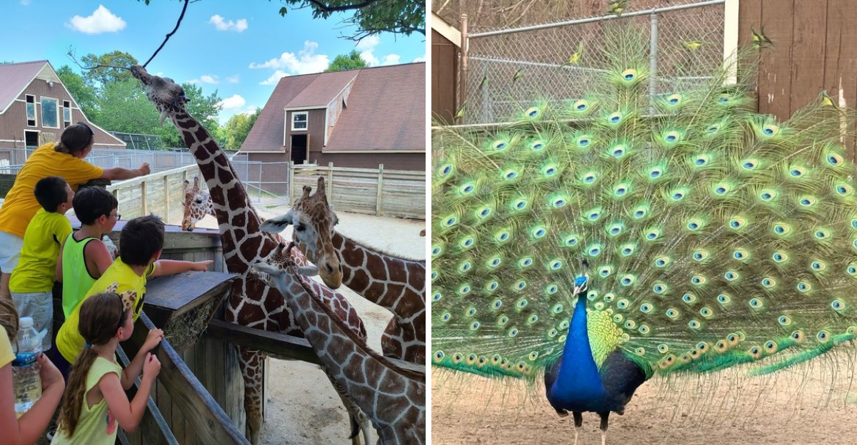 This 150-acre Virginia zoo lets you feed giraffes and glide above a ...