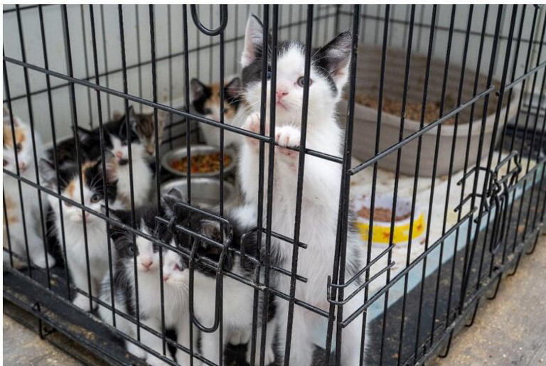 57 kittens, 8 cats rescued, 1 man arrested after investigation into ...