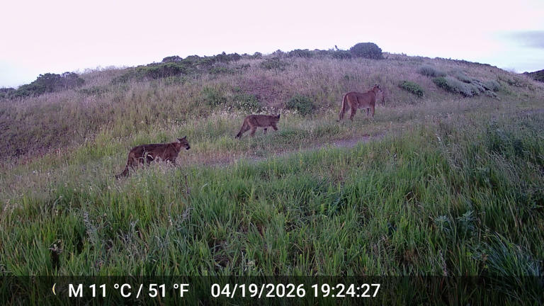 Light pollution reshapes predator-prey dynamics at California’s urban ...