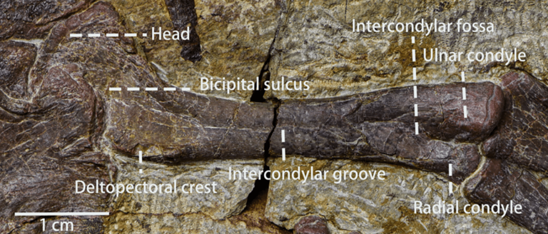 Forget the roars: This exceptional fossil reveals dinosaurs ...