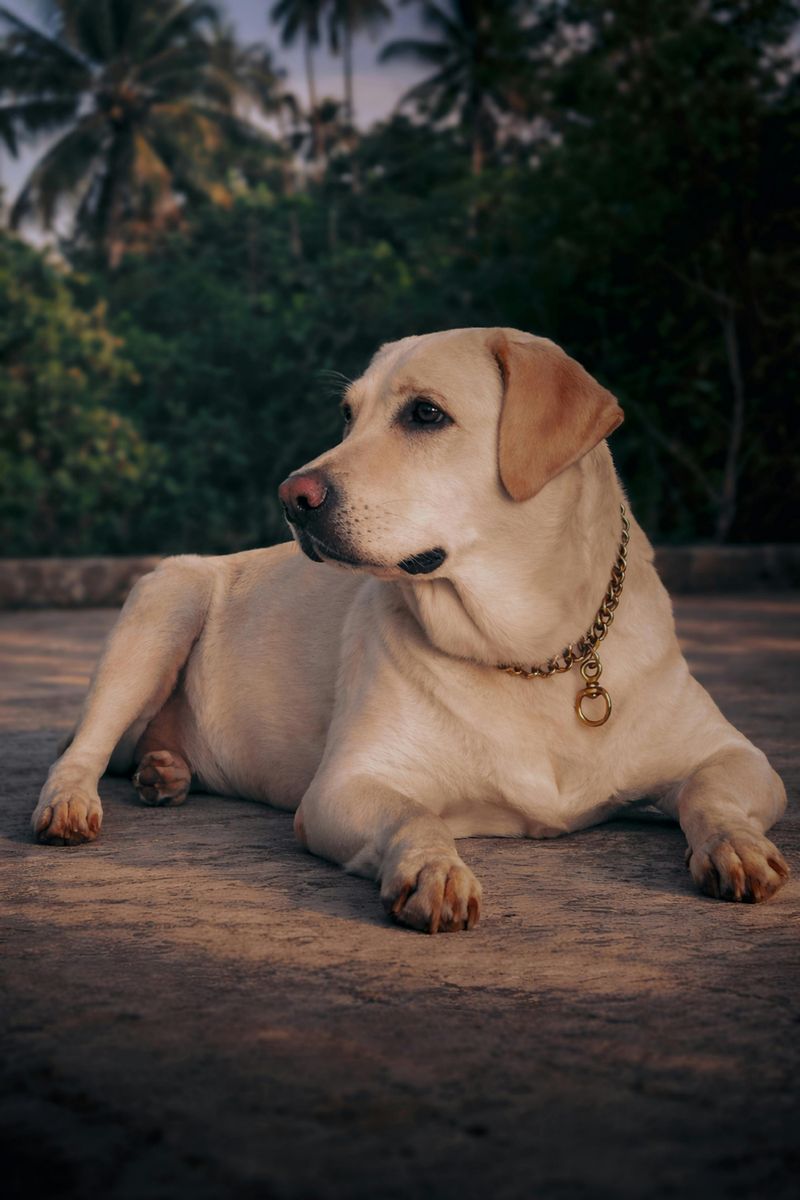 15 deeply loyal dog breeds that take separation harder than most people ...