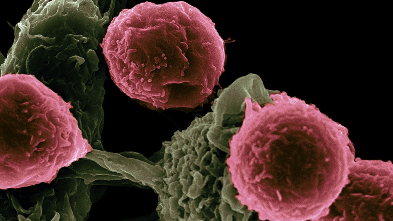 Scientists discover vitamin B2 secretly shields cancer cells from death ...
