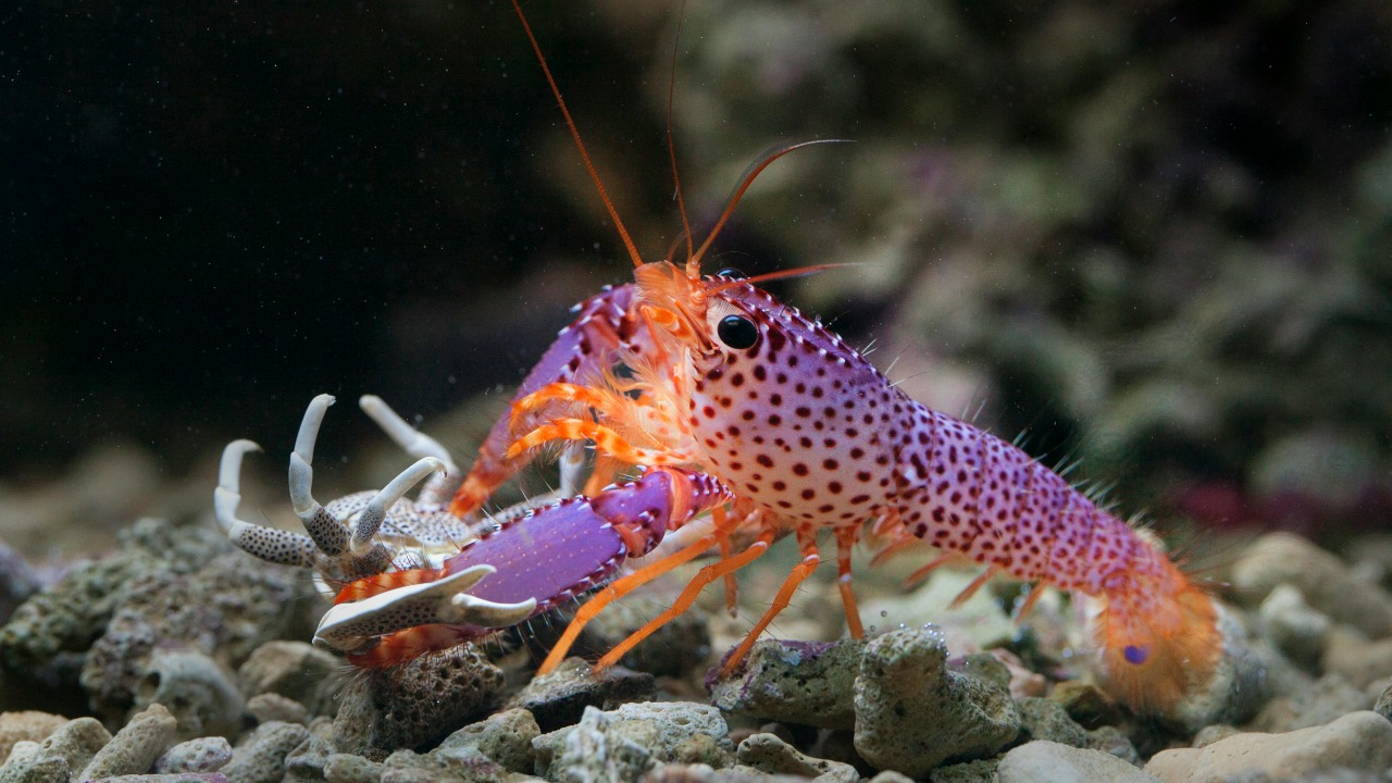 Scientists identified 24 new amphipod species in the Pacific’s Clarion ...