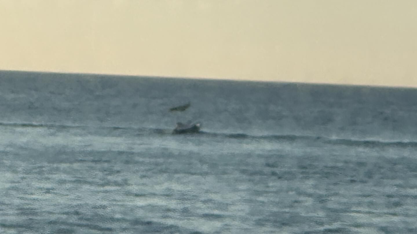 Fishing charter company says serious injuries reported in Perdido Pass ...
