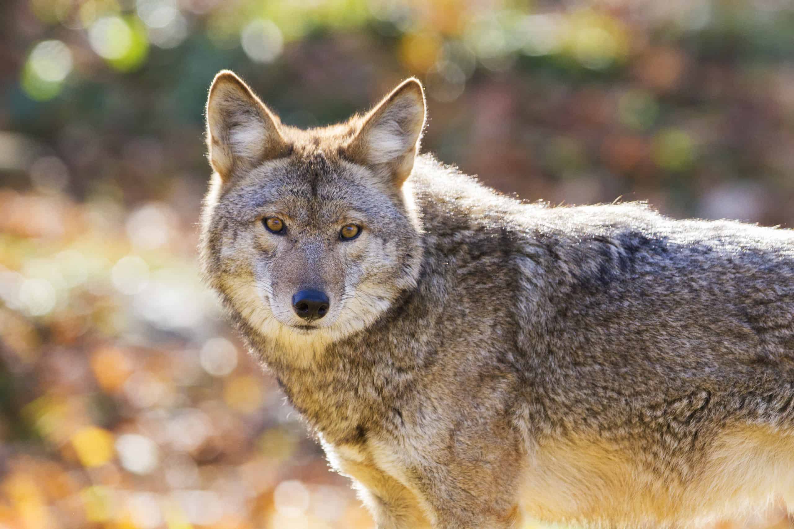 The US states with the most coyotes and where the PNW ranks