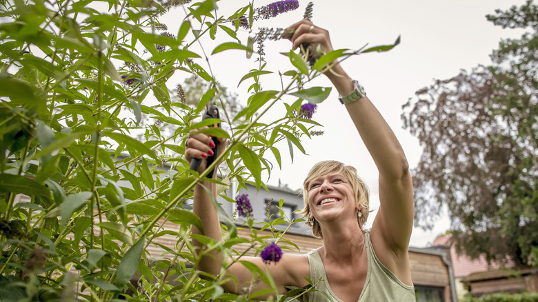 8 plants that need to be pruned in spring (and 7 that don't)