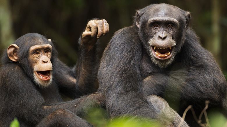 If humans vanish, which animal will become Earth’s dominant species ...
