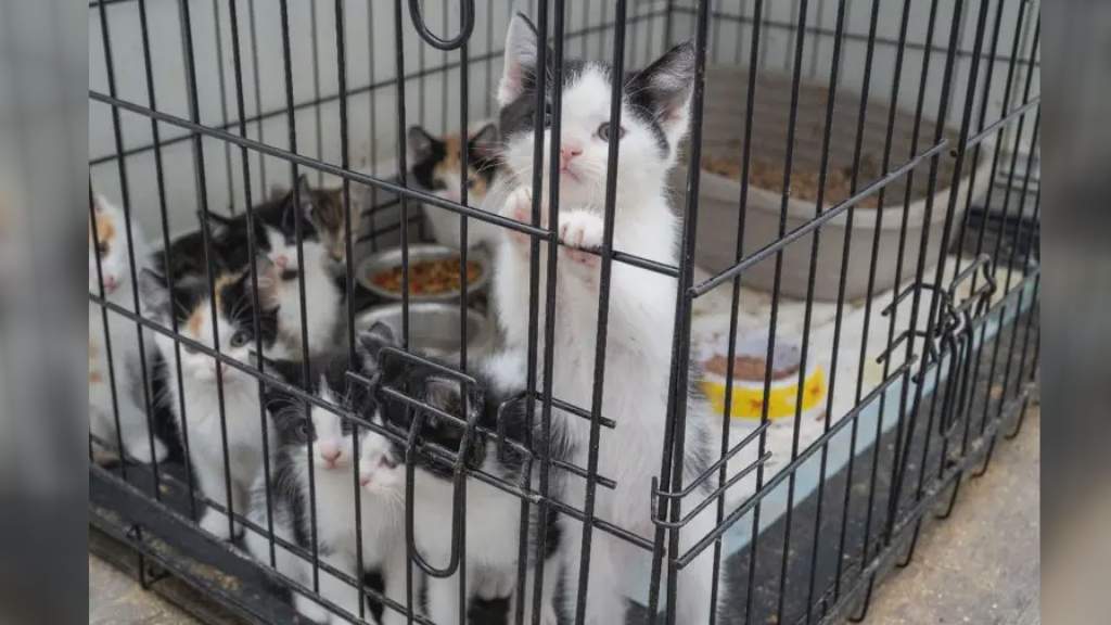 57 kittens rescued, Mississauga man arrested in police animal cruelty probe