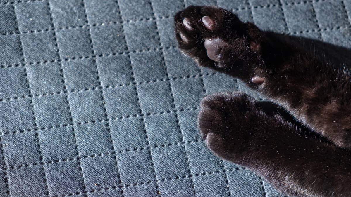 'Black smoke' ragdoll cat looks like the world's cutest burnt marshmallow