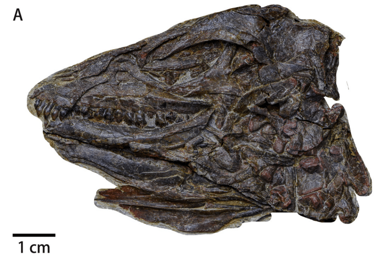 Forget the roars: This exceptional fossil reveals dinosaurs ...