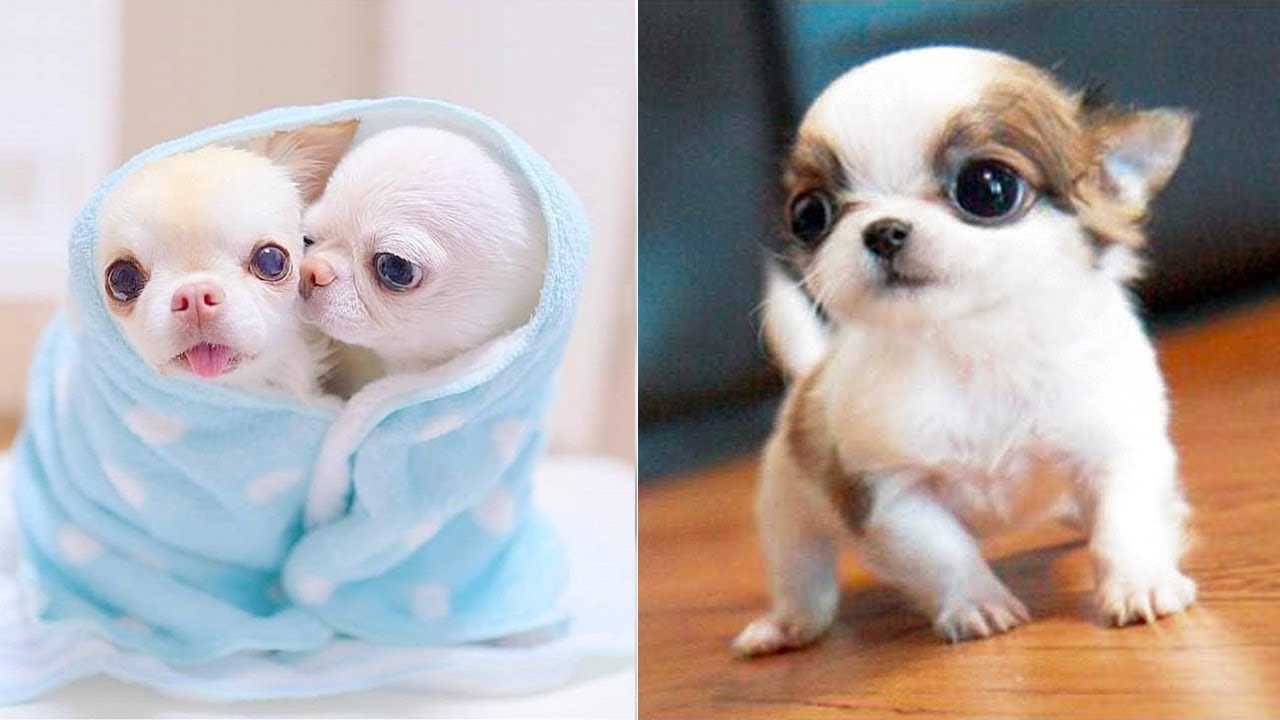 Wrapped chihuahua duo and tiny wide-eyed pup