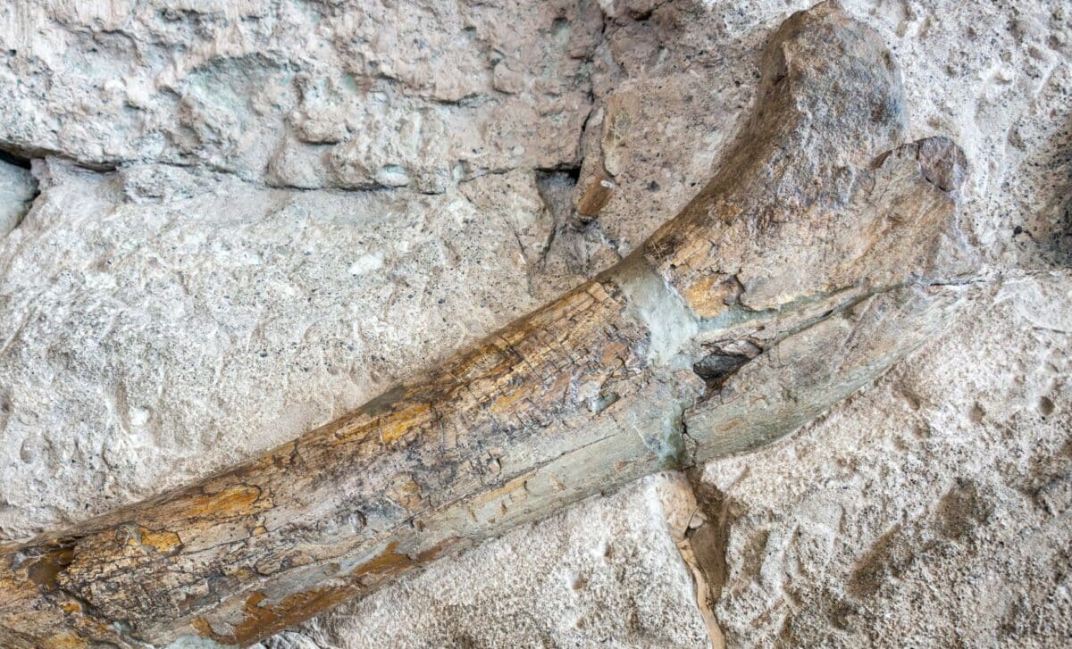 Scientists unearth a dinosaur bone from a 4-ton predator in New Mexico ...